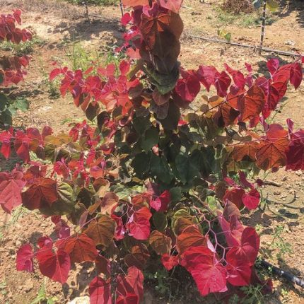 Cercis Hearts A'Fire Redbud | PlantsRoses