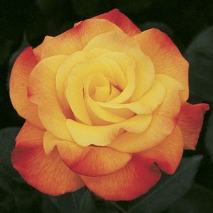 Rio Samba 36-inch Patio Tree Rose | PlantsRoses