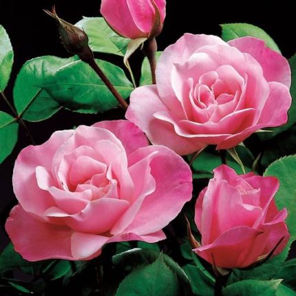 Simplicity Hedge Rose | PlantsRoses